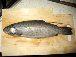 Frankenfish (genetically modified salmon) comes alive! - The World from PRX