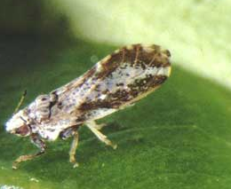 Scientists turning to Pakistani insect predator to try and save ...