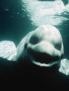 New research reveals human-like speaking ability in beluga whale - The ...