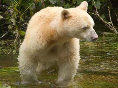Secret of rare 'spirit bear' revealed by First Nation community - The ...