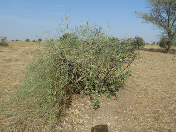 Africa builds Great Green Wall to fight desertification - The World ...