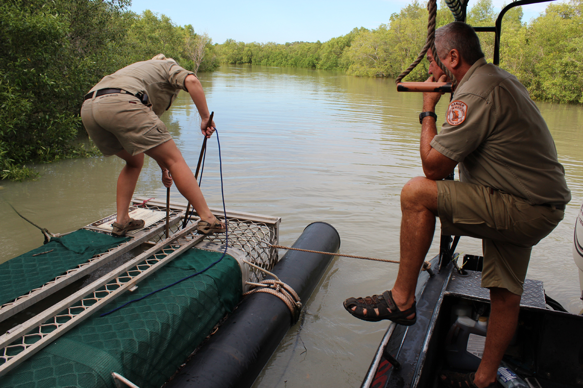 Australia trying to educate citizens on crocodile safety - to save the ...