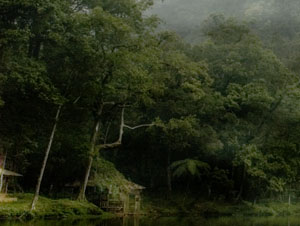 Deforestation in Indonesia - The World from PRX