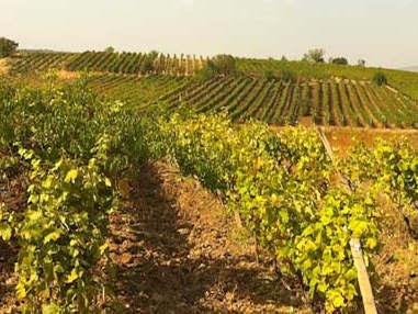 The next trendy wine destination: Kosovo? - The World from PRX