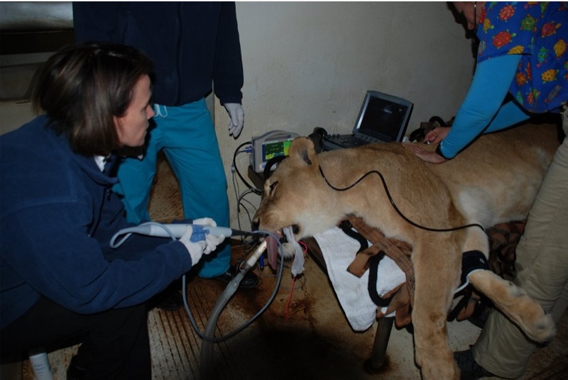 Understanding animals could help doctors treat human patients, says ...