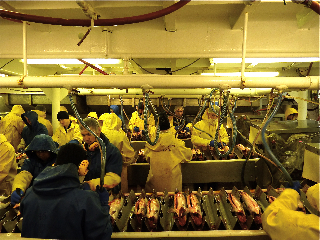 Foreign students paying to get fish processing jobs in Alaska - The ...