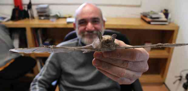 Mexican scientist make saving bats his life's work - The World from PRX
