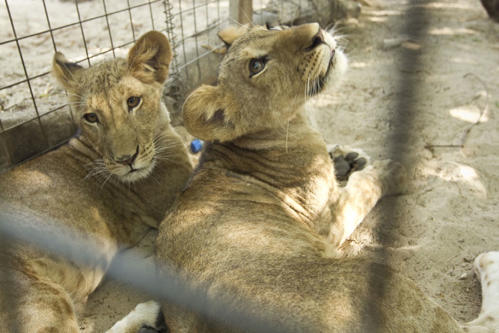 Lion smugglers plague Somalia - The World from PRX