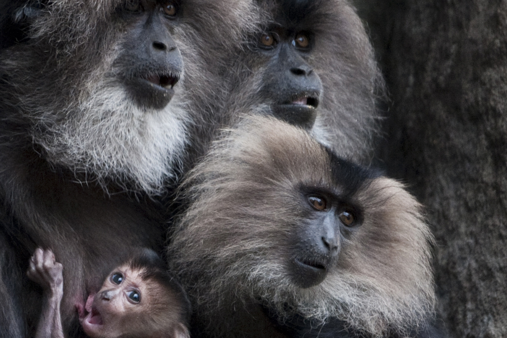 Virtual monkeys on typewriters re-create works of Shakespeare - The ...