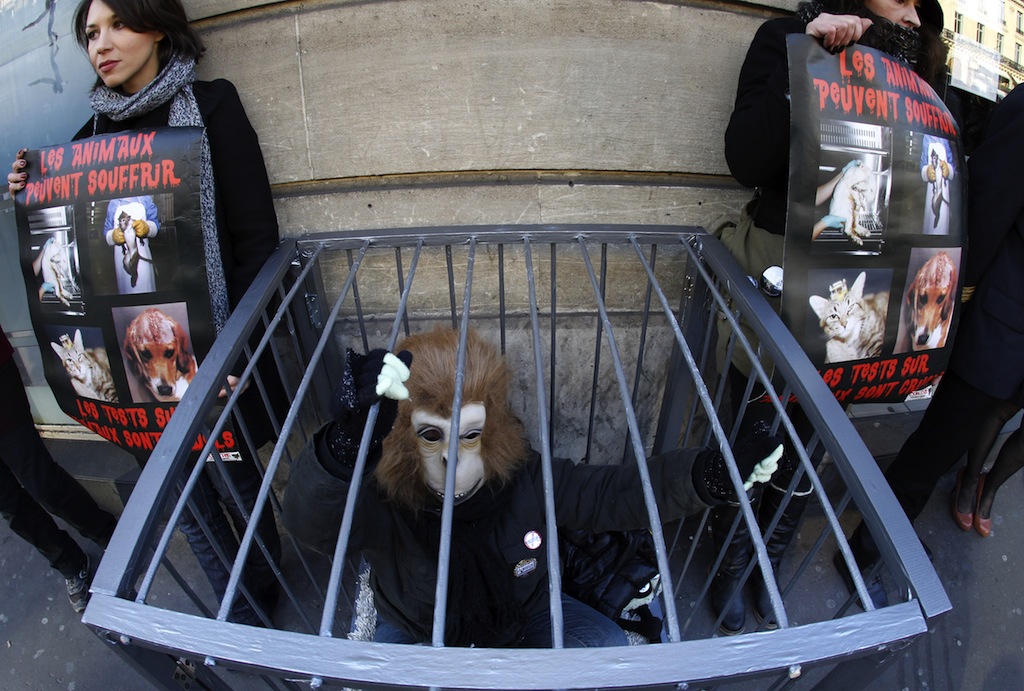 El-Al to stop shipping monkeys used for scientific testing - The World ...