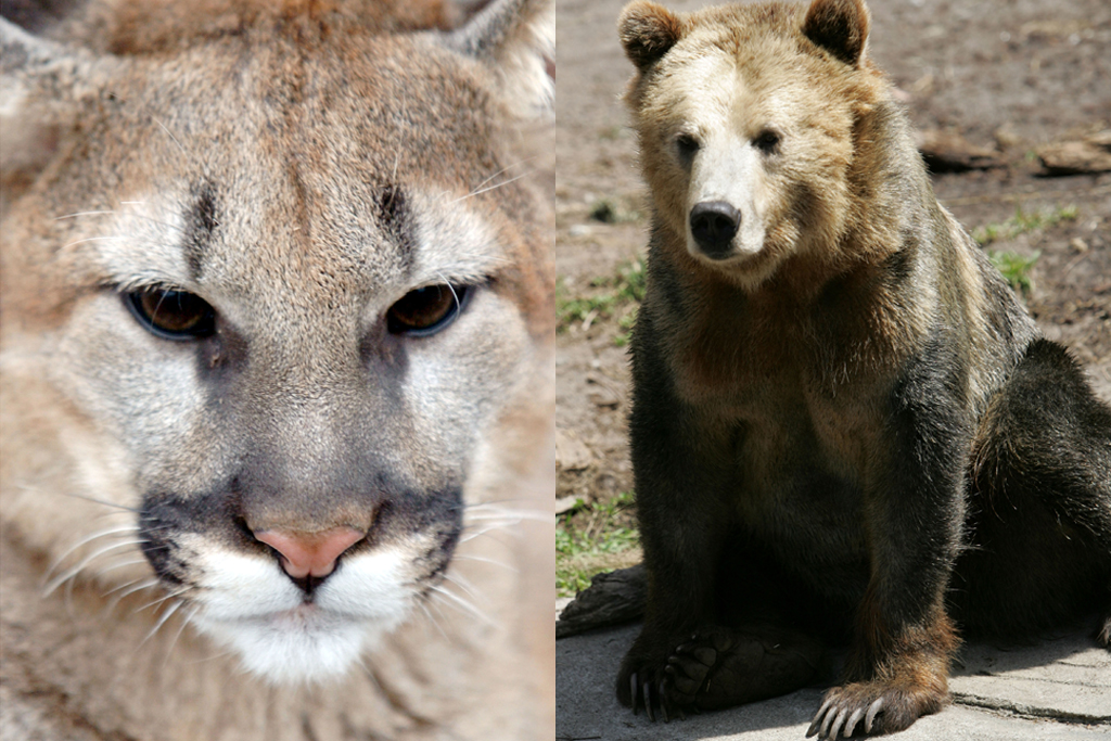 Robert Biggs, the man attacked by a mountain lion and saved by a bear ...