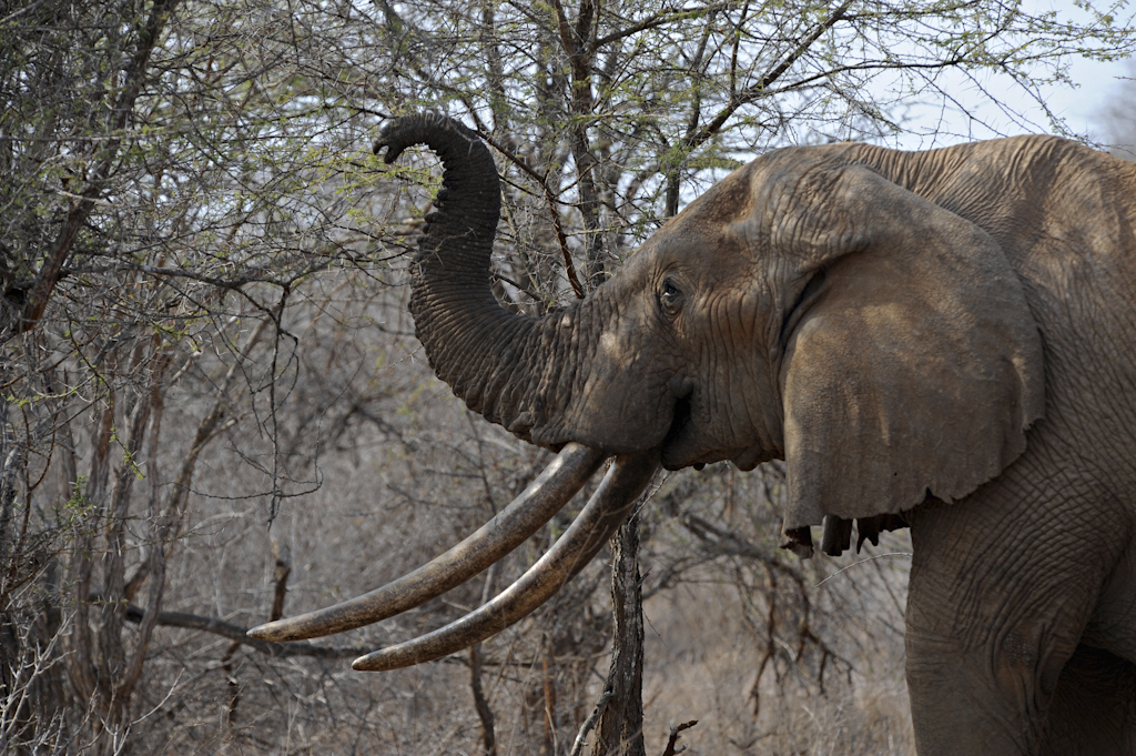 Namibia to send 'Noah's Ark' of animals to Cuba - The World from PRX