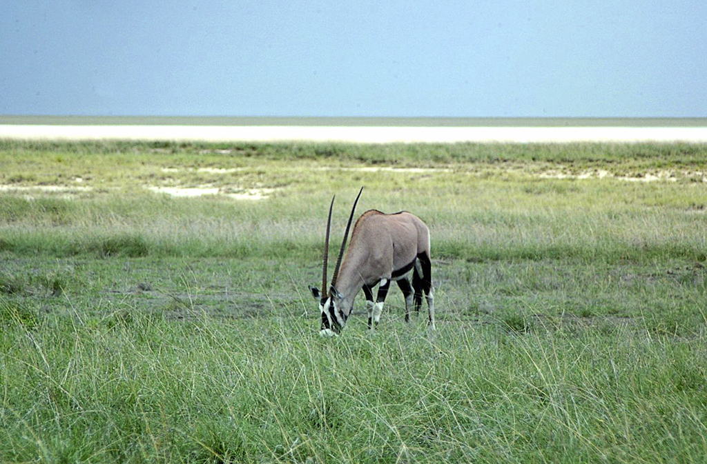 Namibia fossils, Otavia antiqua, are "world's first animals ...