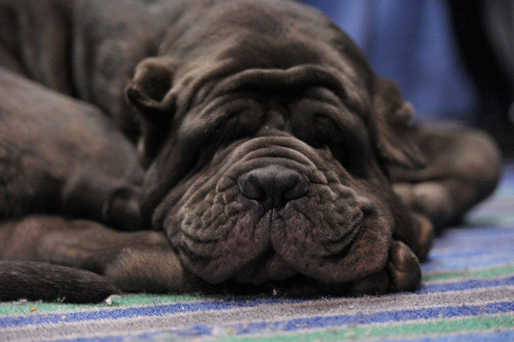 That was easy: stray dogs hold Staples hostage (VIDEO) - The World from PRX