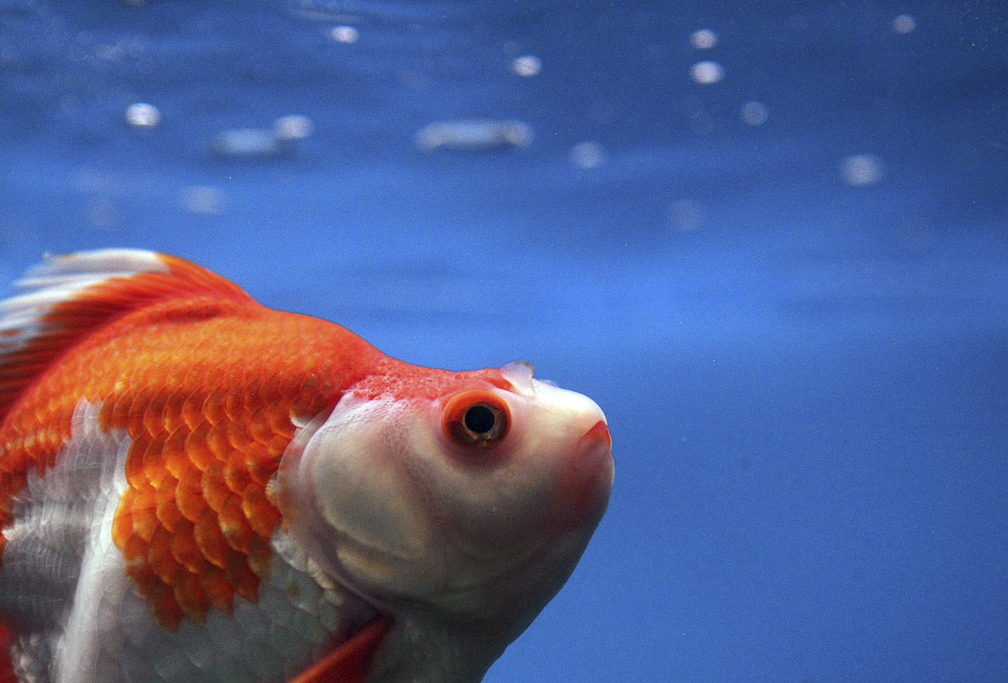 Gigantic goldfish threaten Lake Tahoe (VIDEO) - The World from PRX
