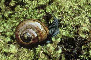 New Zealand: 800 endangered snails freeze to death in conservation ...
