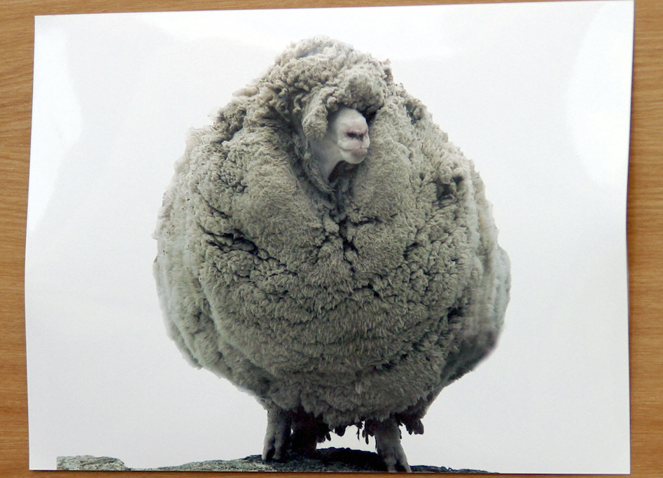 Shrek, New Zealand's celebrity sheep, dies at age 16 (VIDEO) - The ...