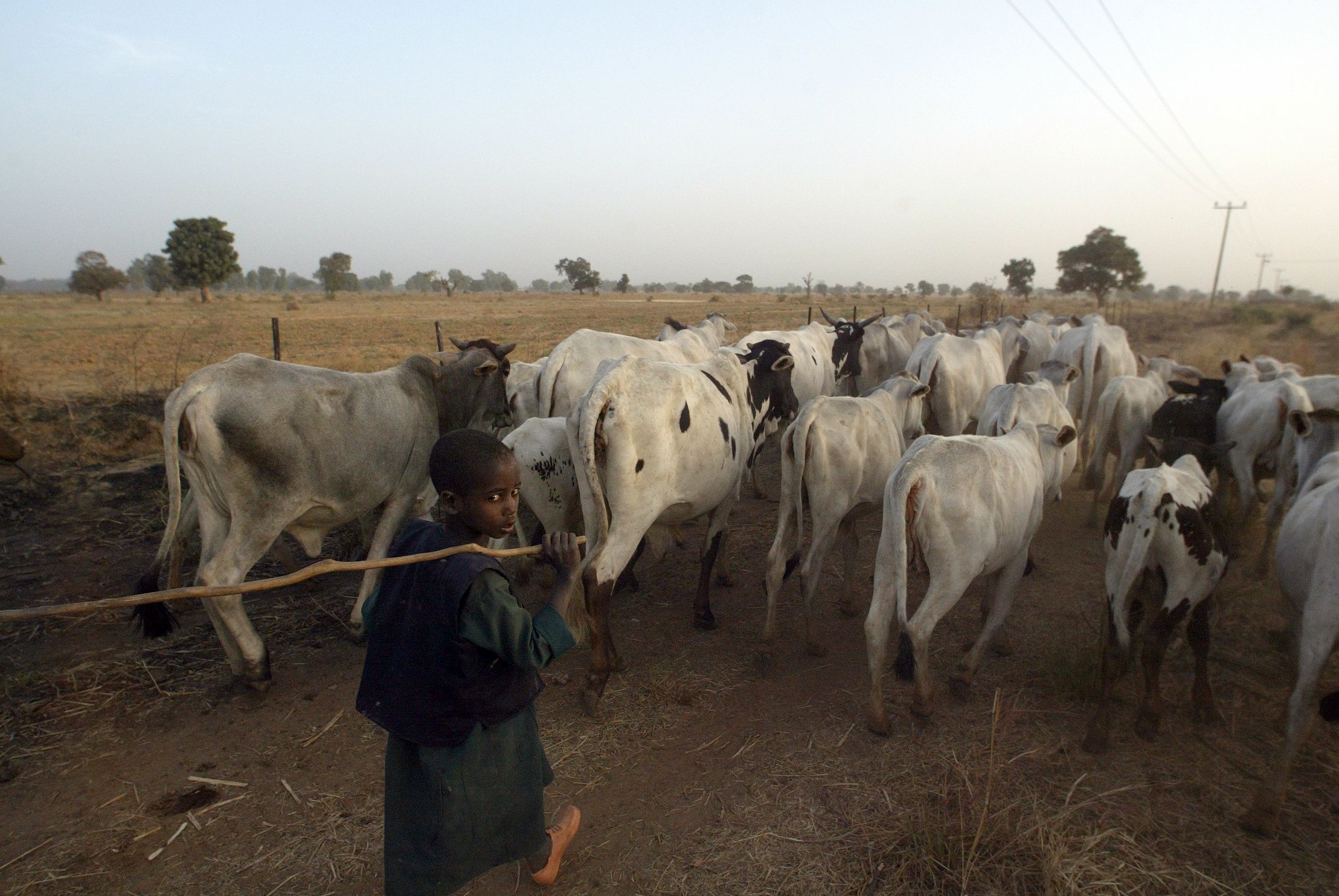 Dozens dead after gunmen set Nigeria's Potiskum cattle market alight ...