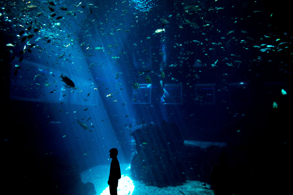 The world's largest oceanarium: a look inside - The World from PRX