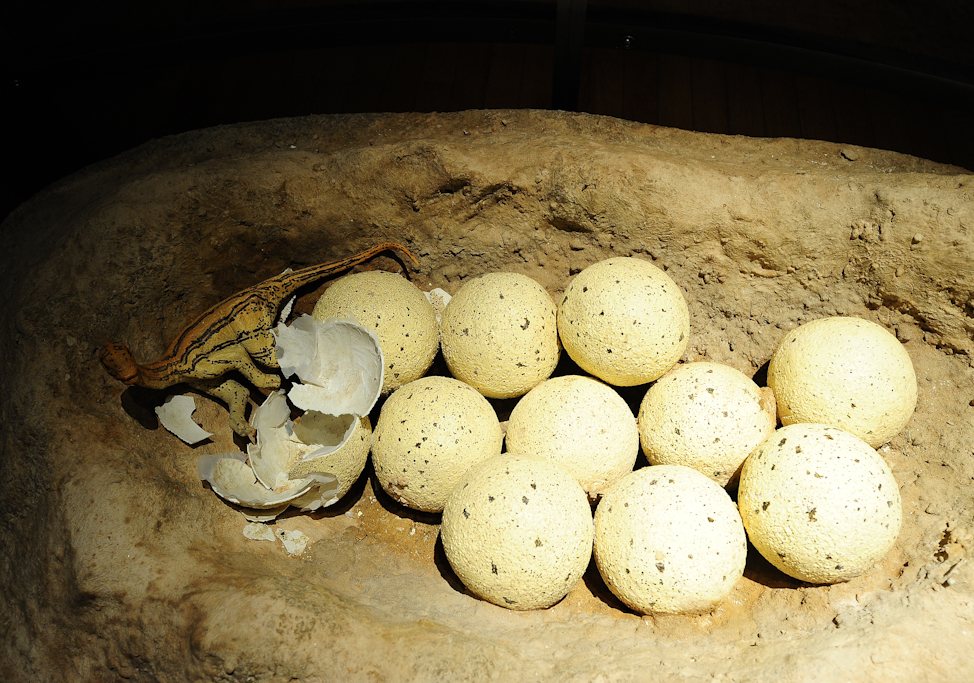 Oldest dinosaur nests found in South Africa - The World from PRX