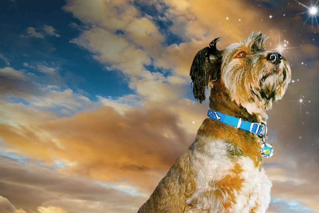 Dogs named Oscar make the news in New Zealand and South Africa (VIDEO ...