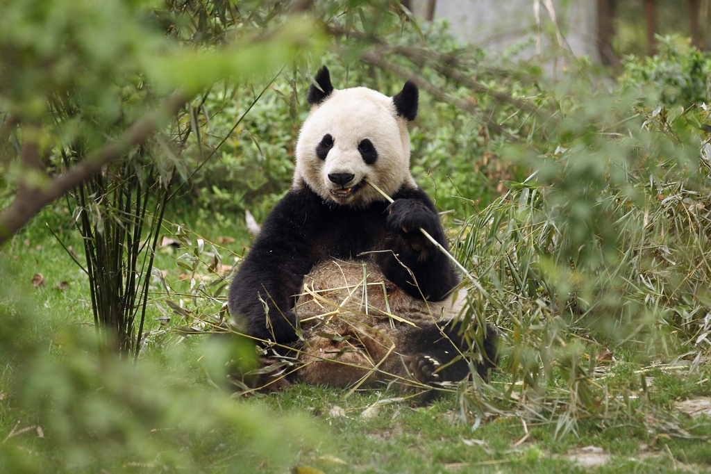 Debt crisis keeps France waiting for Chinese pandas - The World from PRX
