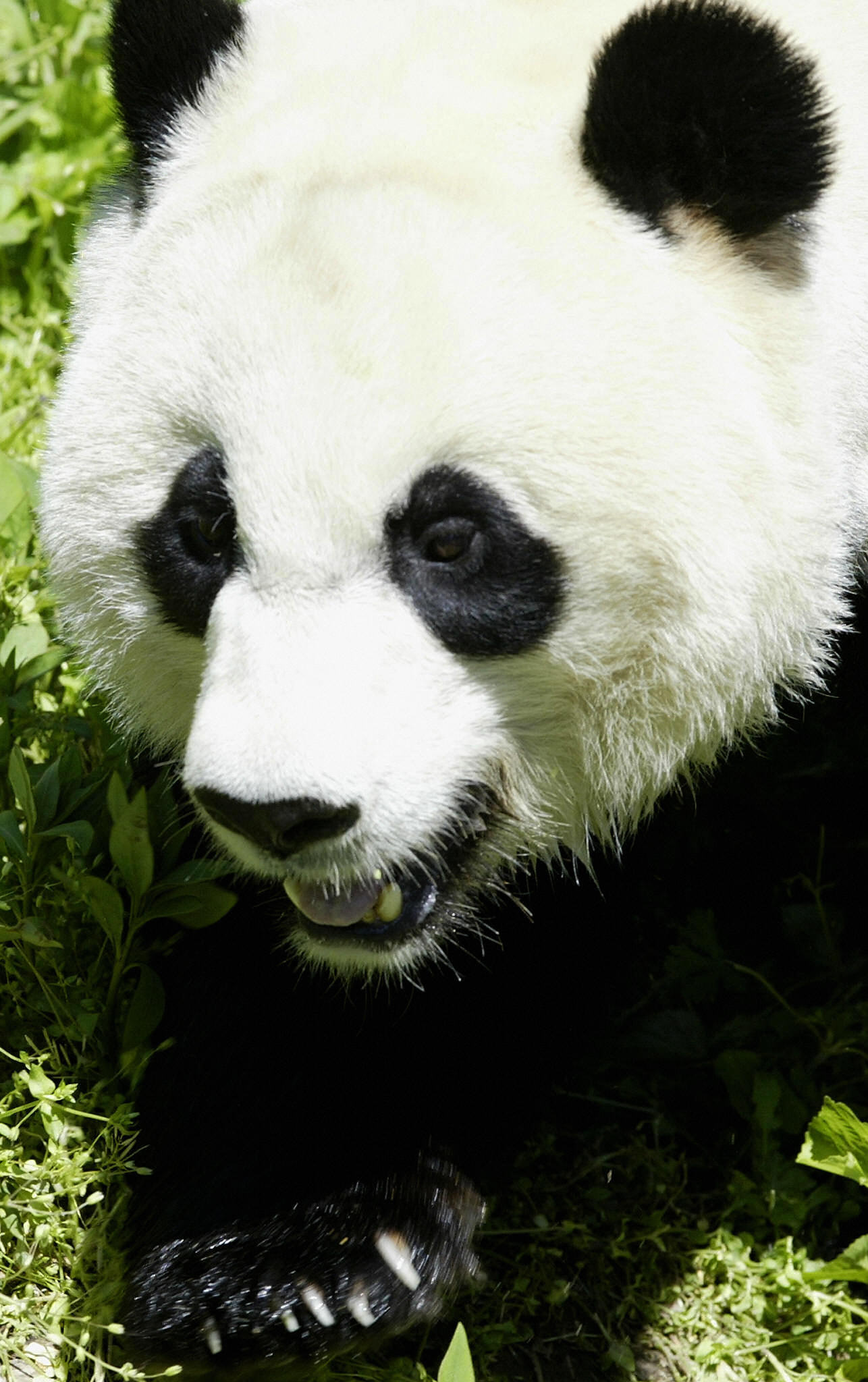 Pandas at the National Zoo get $4.5 million, 5 more years - The World from PRX