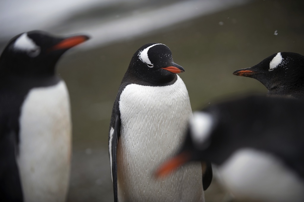 Penguin stranded in New Zealand taken to hospital - The World from PRX