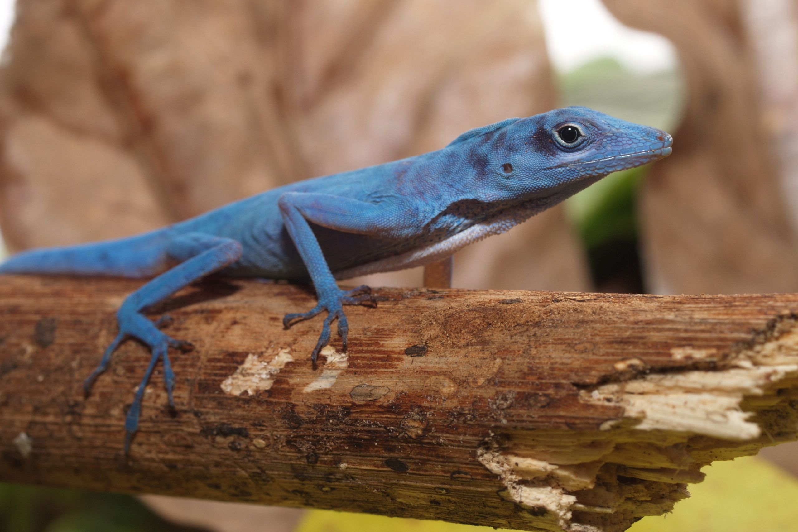 New study finds anole lizards smarter than birds - The World from PRX