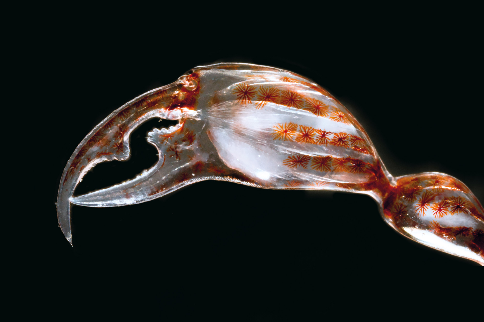 Seven photos of spooky characters that live in the depths of the ocean ...