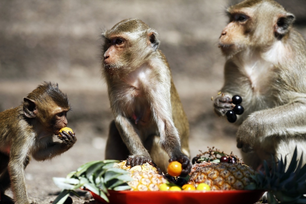 Thailand's Monkey Buffet Festival through the years - The World from PRX