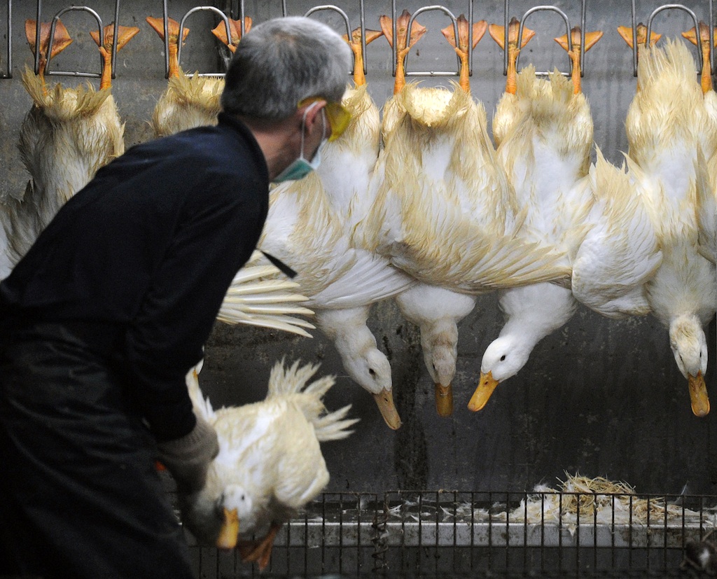 Bird flu: China's Hunan province reports first case of H7N9 - The World ...