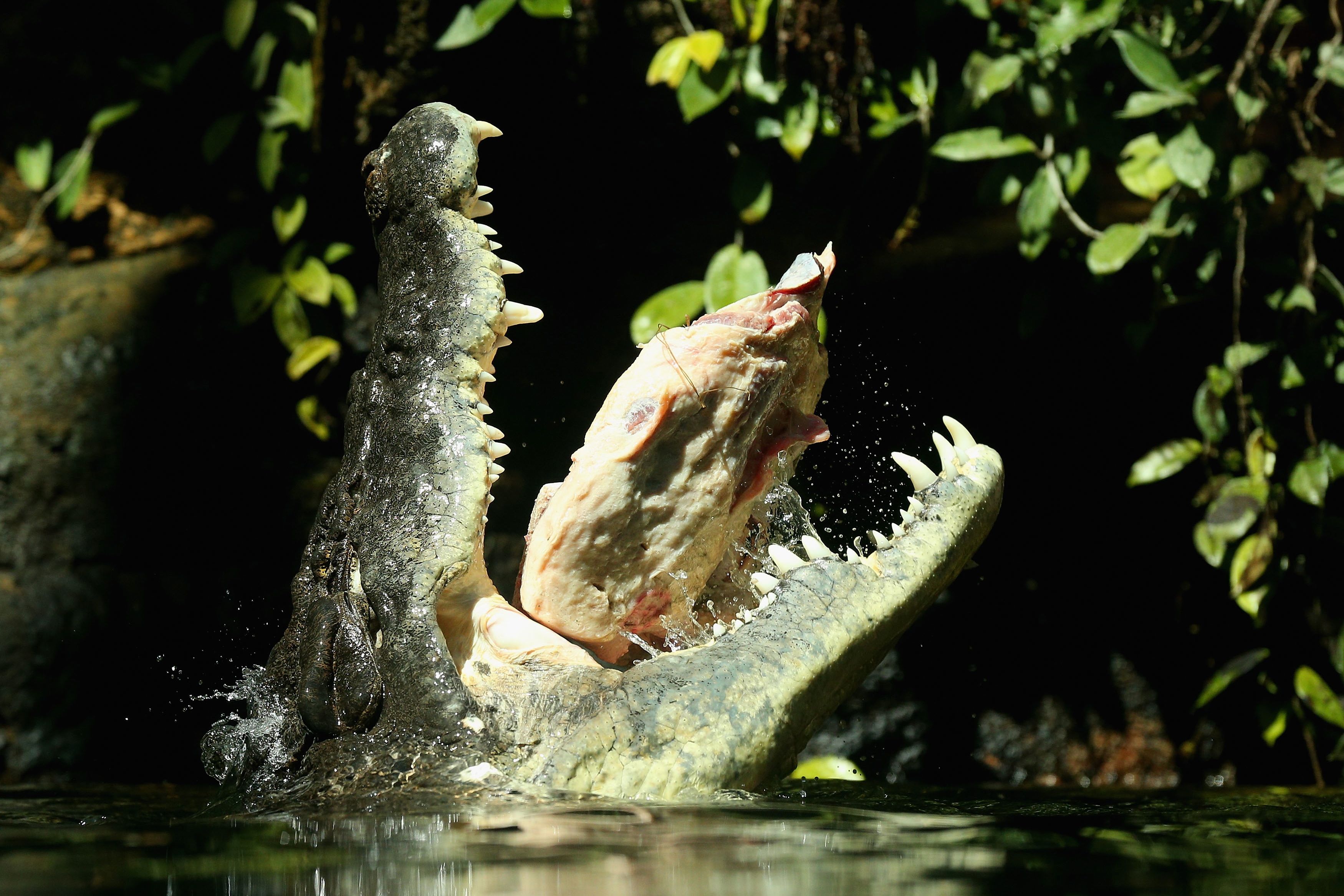 Swimmer Sean Cole snatched by giant crocodile in Australian river - The ...