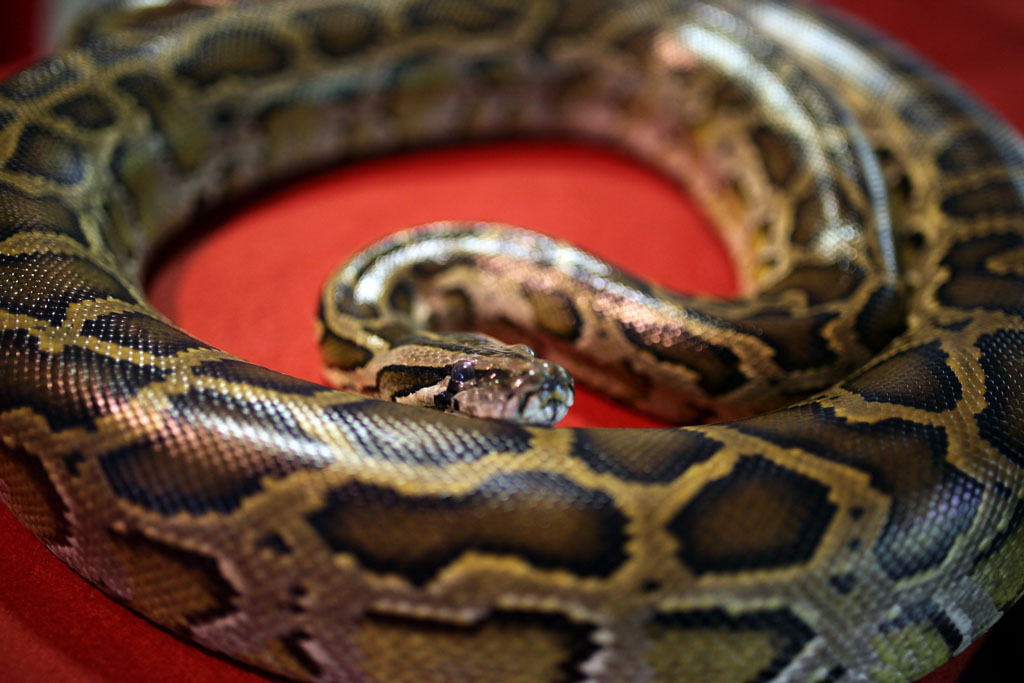 Bali security guard killed by python - The World from PRX