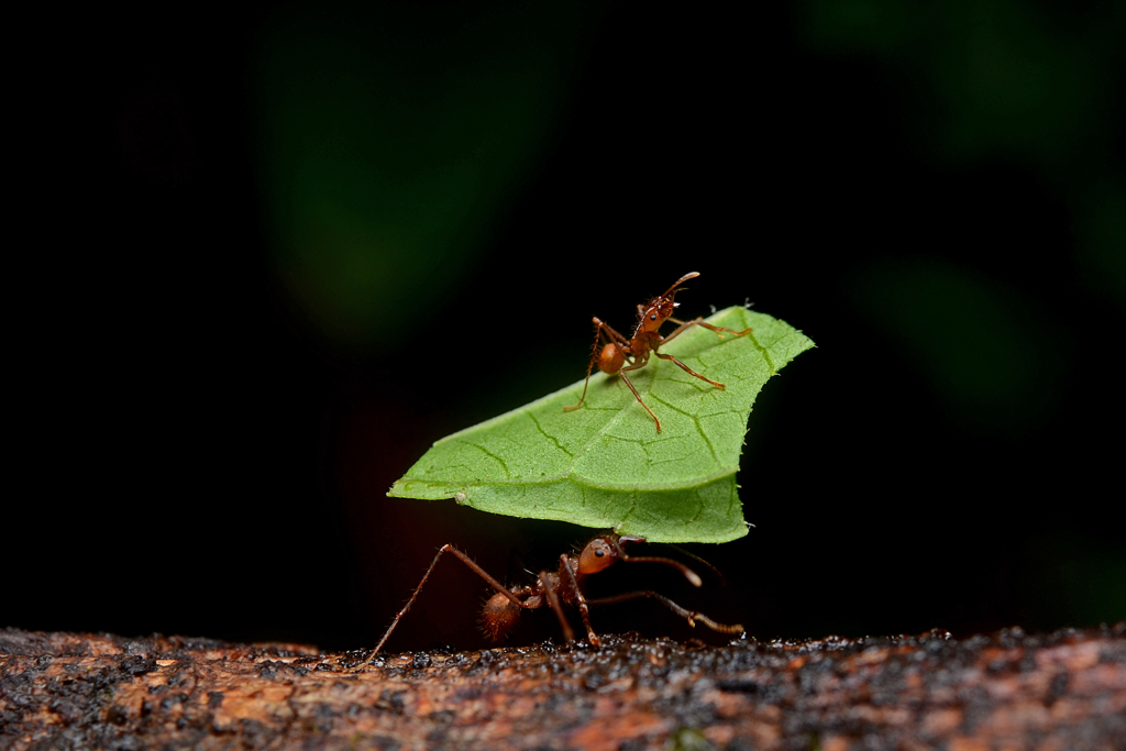 5 examples that prove ants are the most underrated animals - The World ...