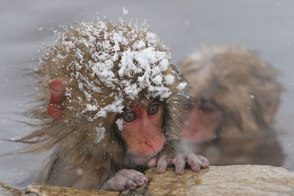 17 delightful animals playing in snow all over the world - The World ...