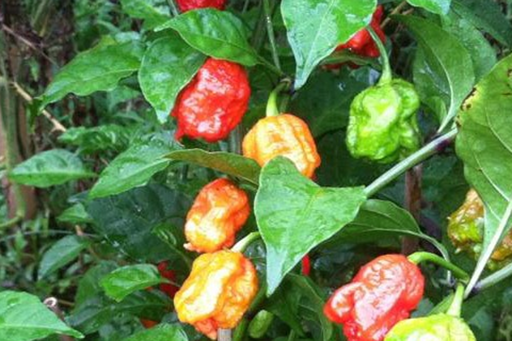 Carolina Reaper pepper looks to burn a hole through your stomach - The ...