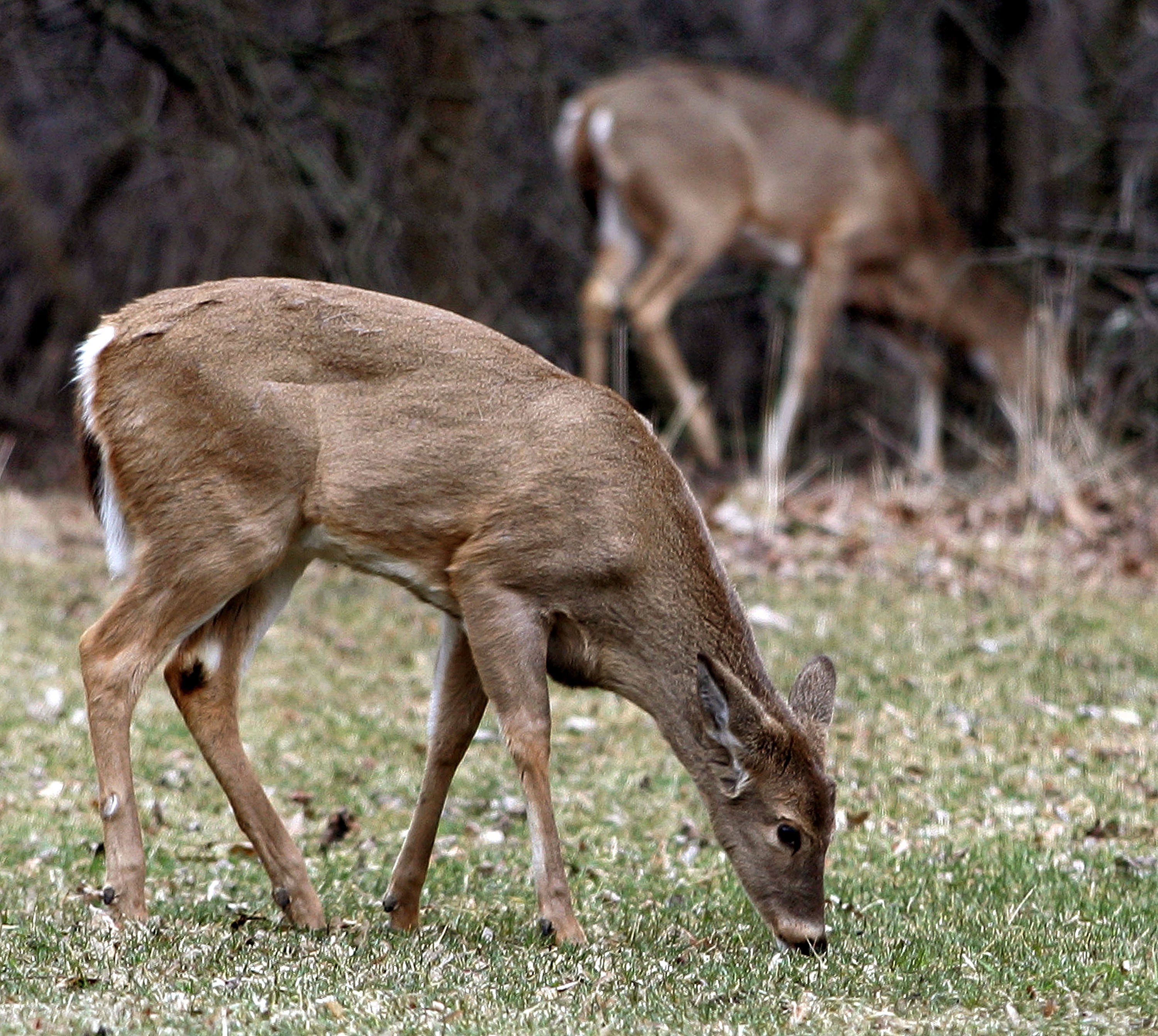 Frozen deer in New York saved by licking - The World from PRX