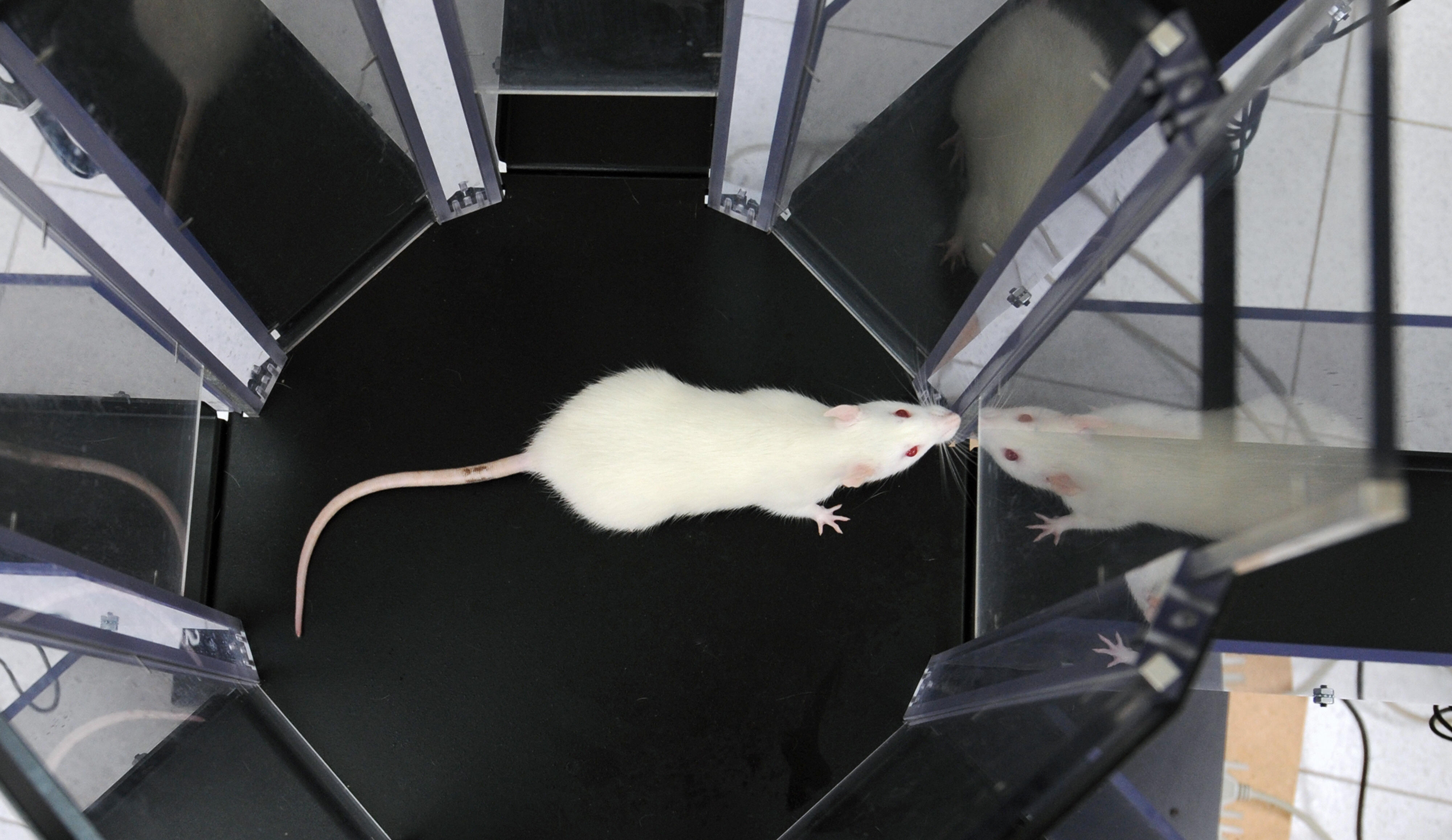 Lab rats given "sixth sense" after brain implants (VIDEO) - The World ...