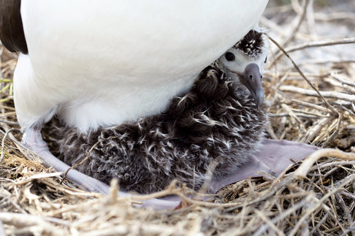 World's oldest living bird gives birth to a hatchling at the age of 62 ...