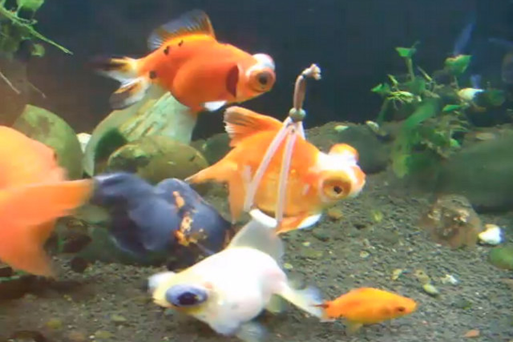 Disabled goldfish swims with harness (VIDEOS) - The World from PRX