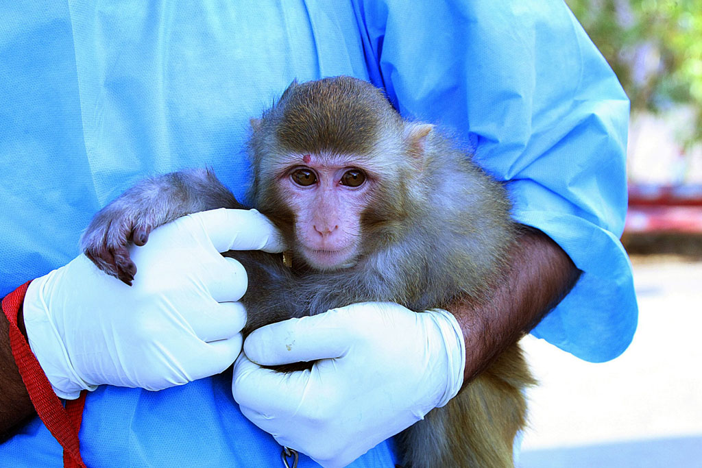 Iran claims to have sent second monkey into space (VIDEO) - The World ...