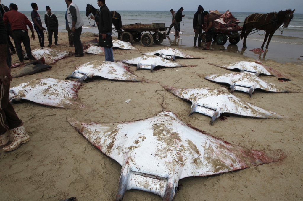 Manta Ray mystery in Gaza: 220 wash up dead on beach - The World from PRX
