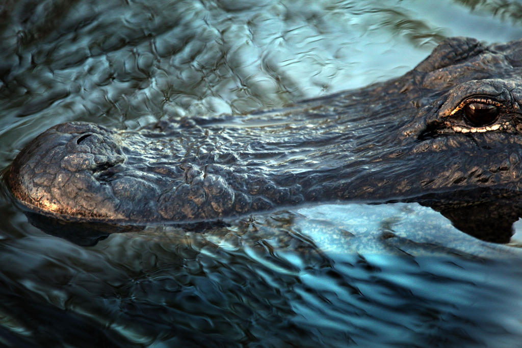 Florida teen survives alligator bite to the head - The World from PRX