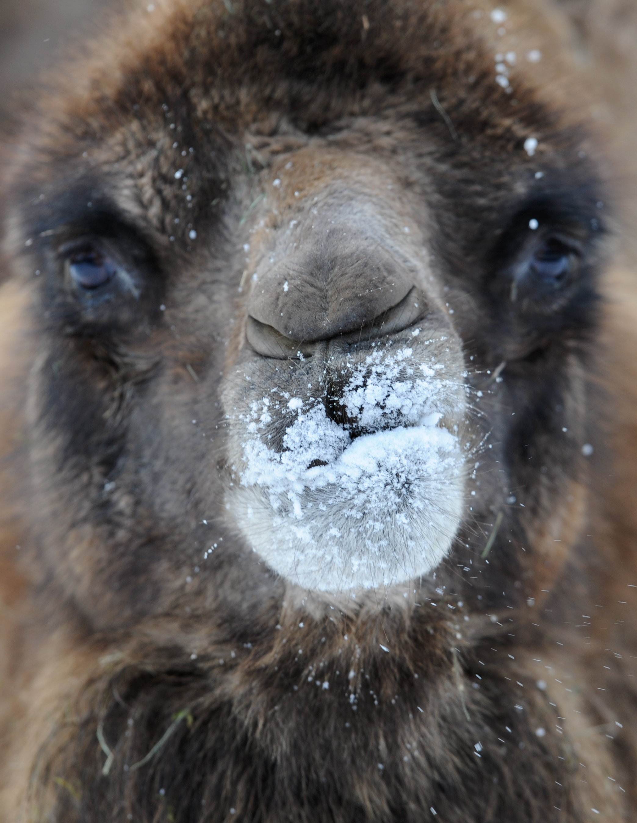 Camels perish in fire on German farm - The World from PRX