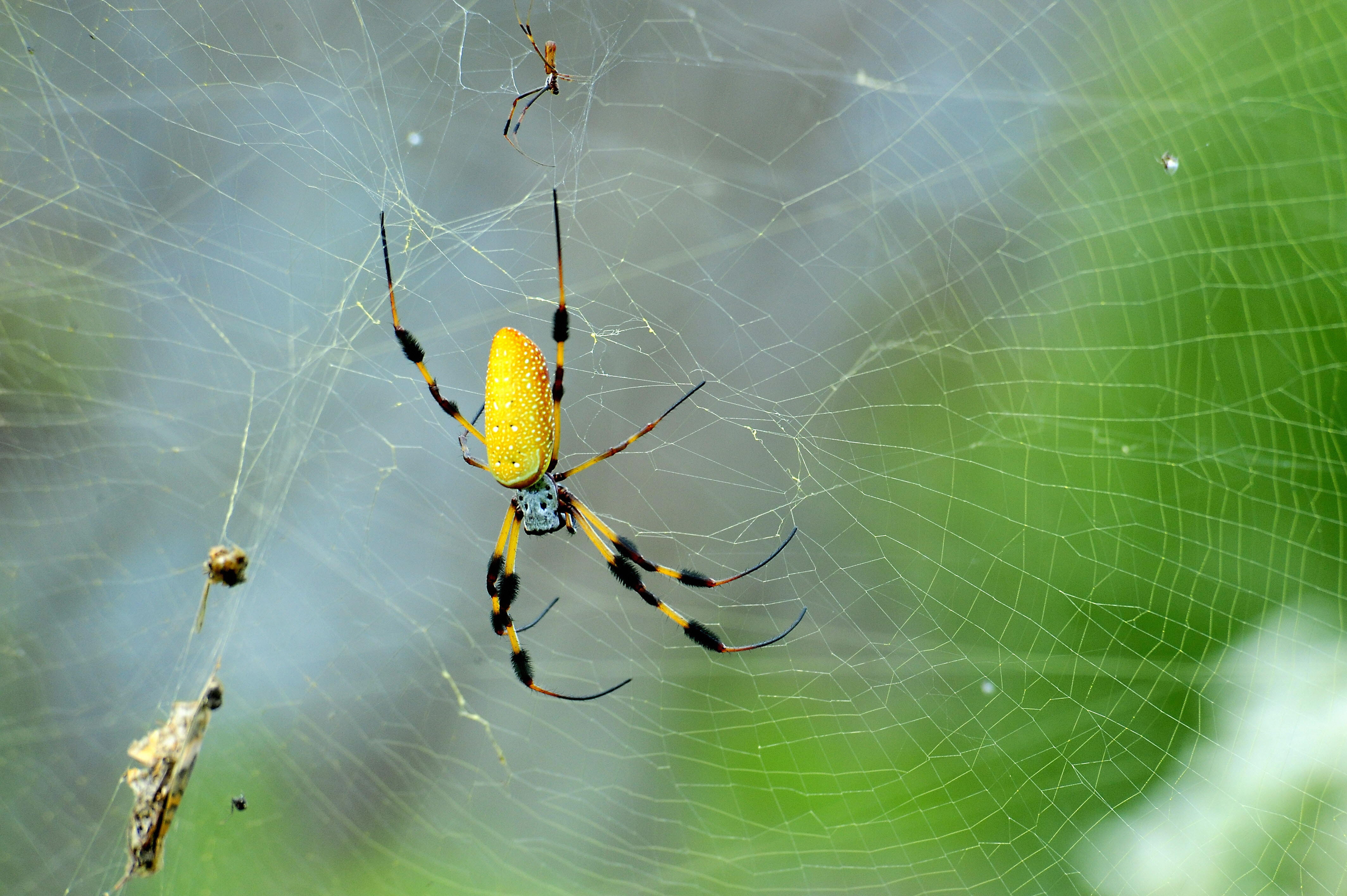 Spider silk mystery unraveled by scientists using lasers - The World ...