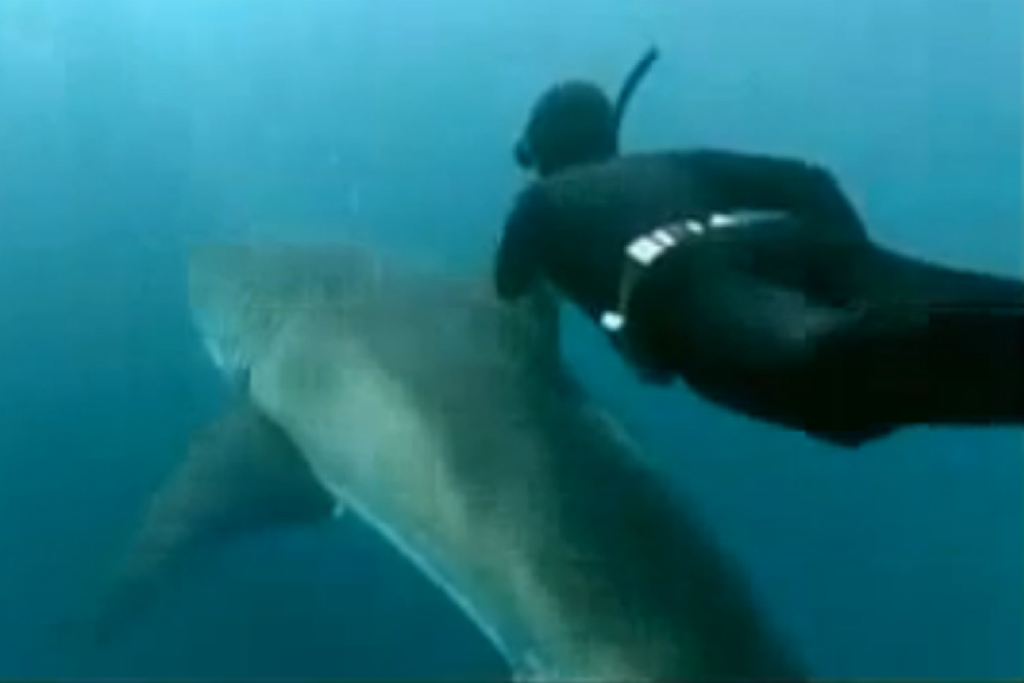 "Sharkman" Mike Rutzen badly injured in car crash - The World from PRX