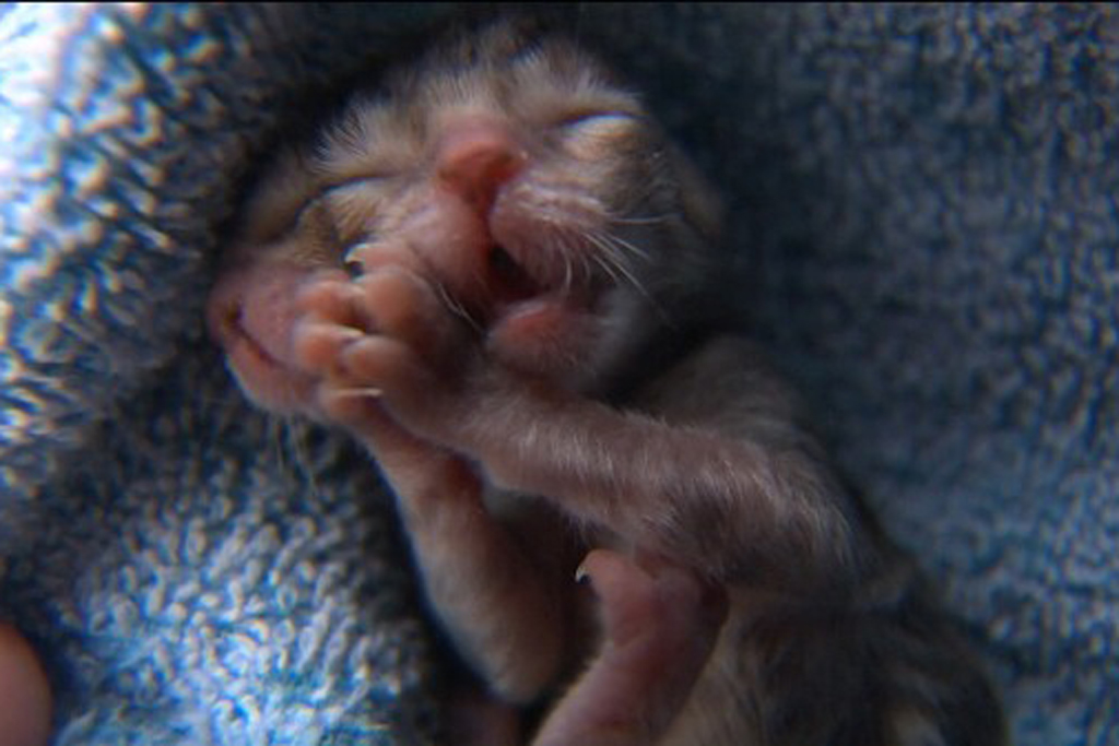 Oregon: Two-faced kitten born in town of Amity (VIDEO) - The World from PRX