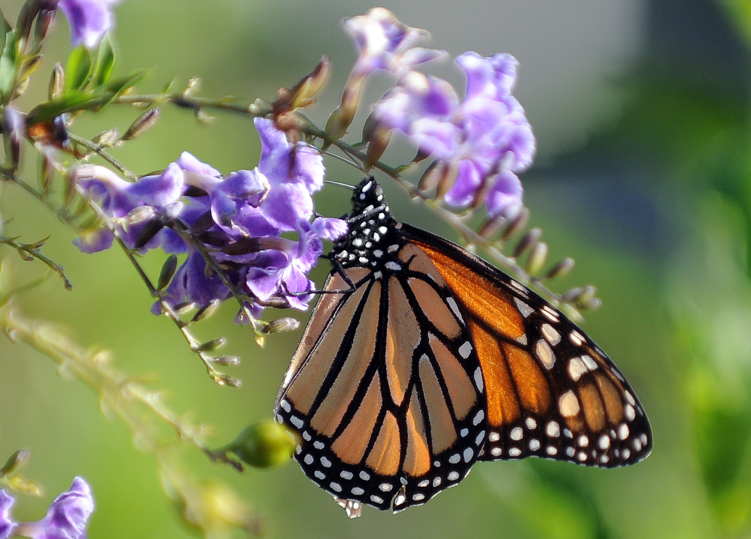 Climate change, habitat loss linked to sharp monarch butterfly decline ...