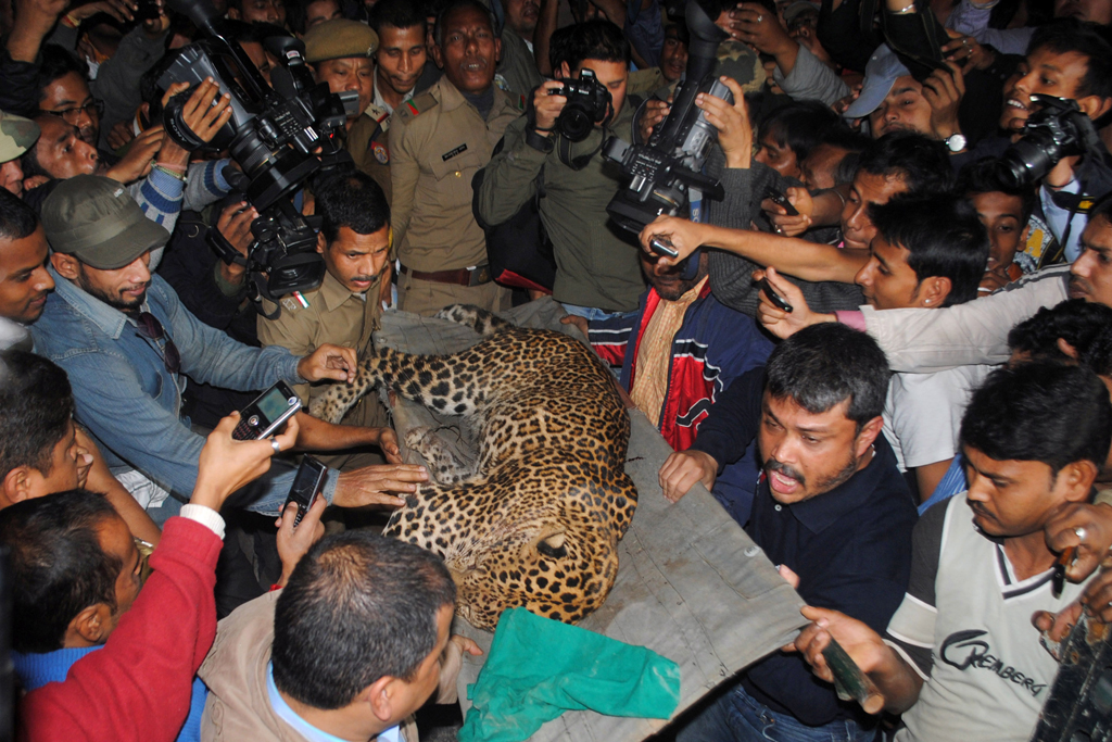 India: Leopards stalk Bollywood - The World from PRX